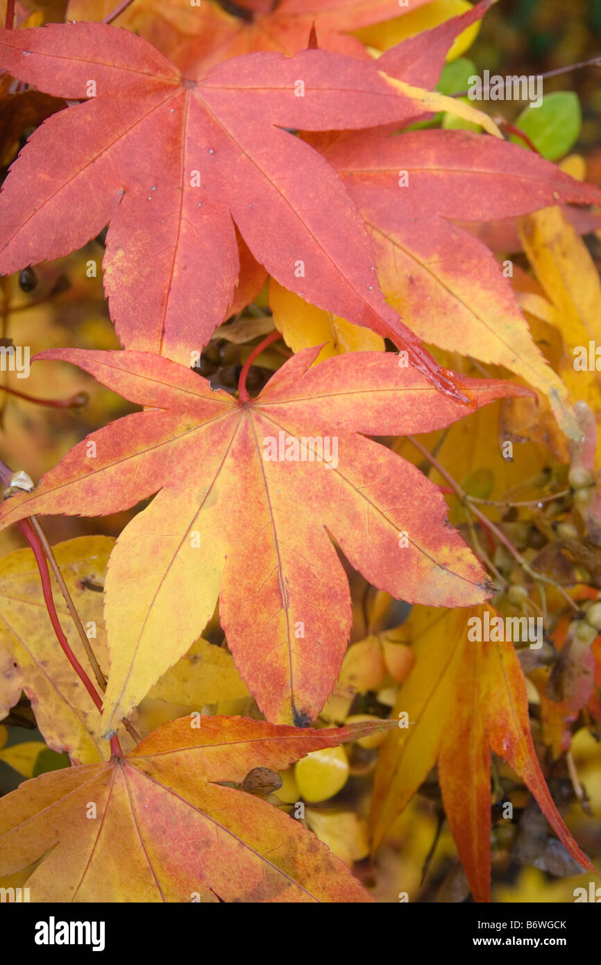 Japanese Maple Fall colors at the Washington Park Arboretum in Seattle ...