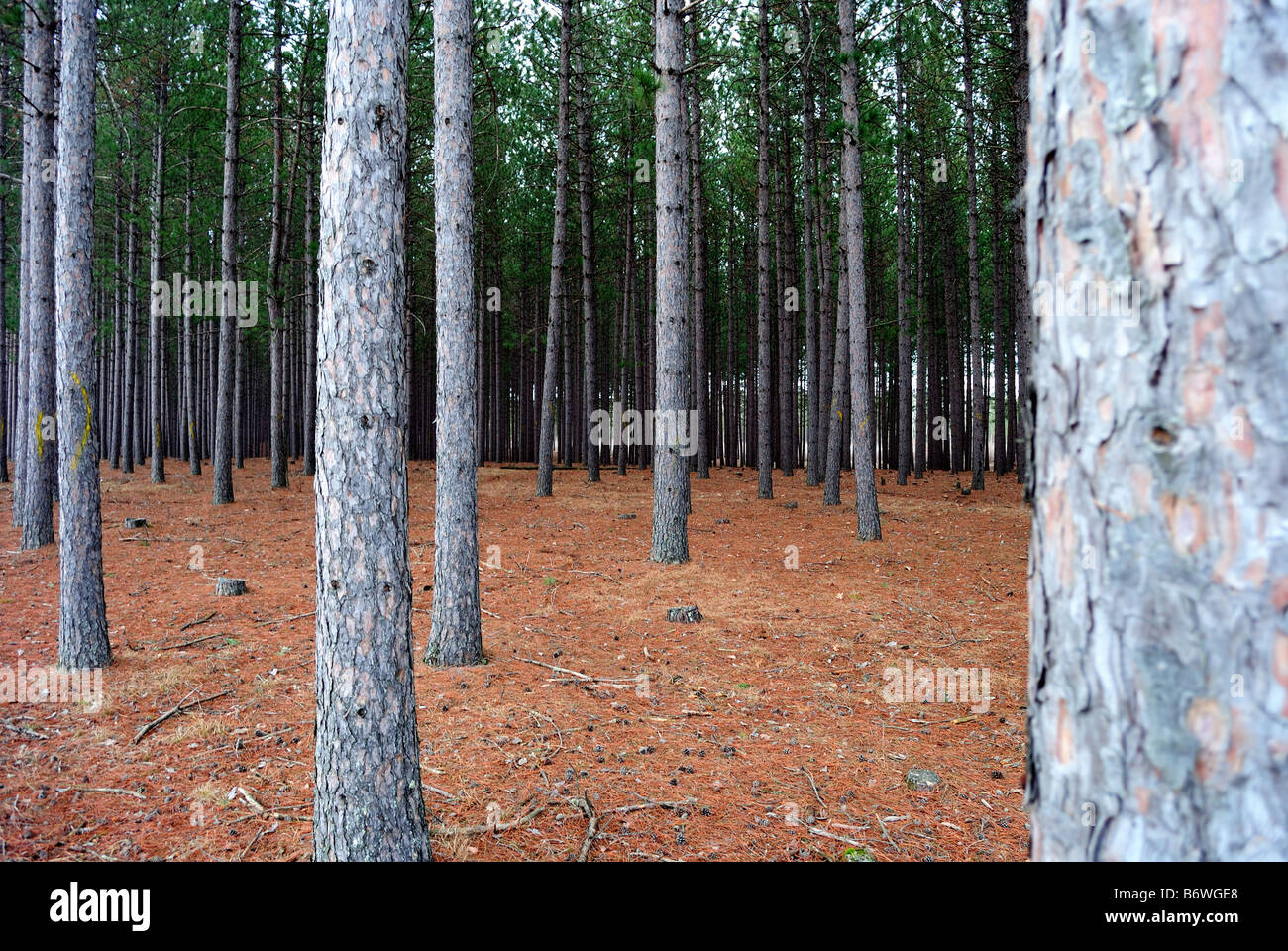 Red pine hi-res stock photography and images - Alamy