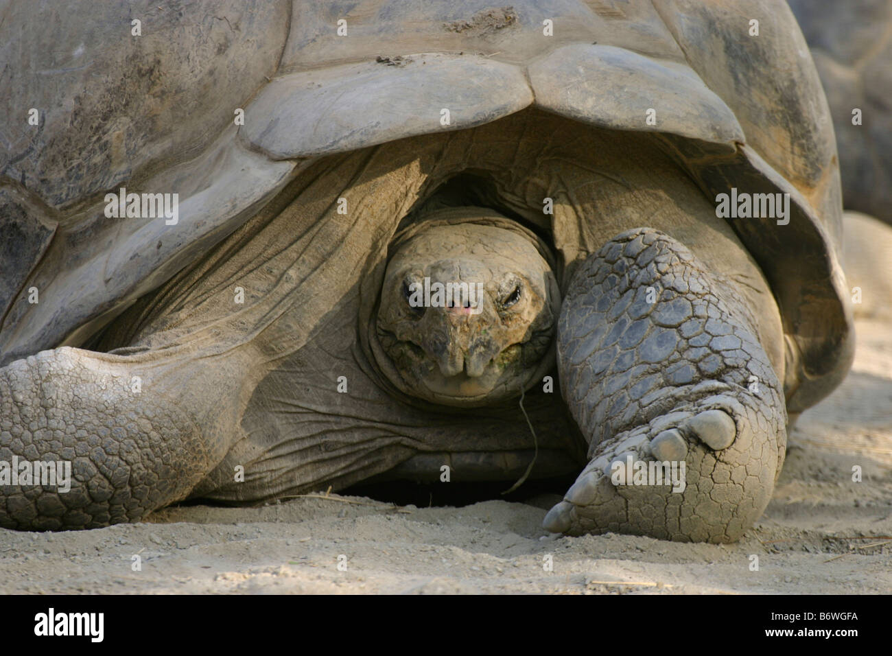 Galapagos giant tortoise captivity hi-res stock photography and images ...