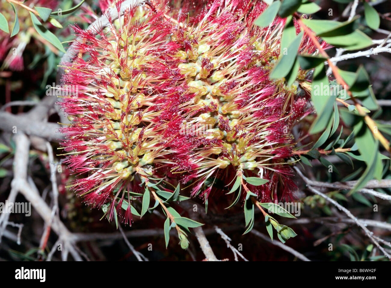 Callistemon/Bottlebrush Flower Spikes- Callistemon citrinus hybrid ...