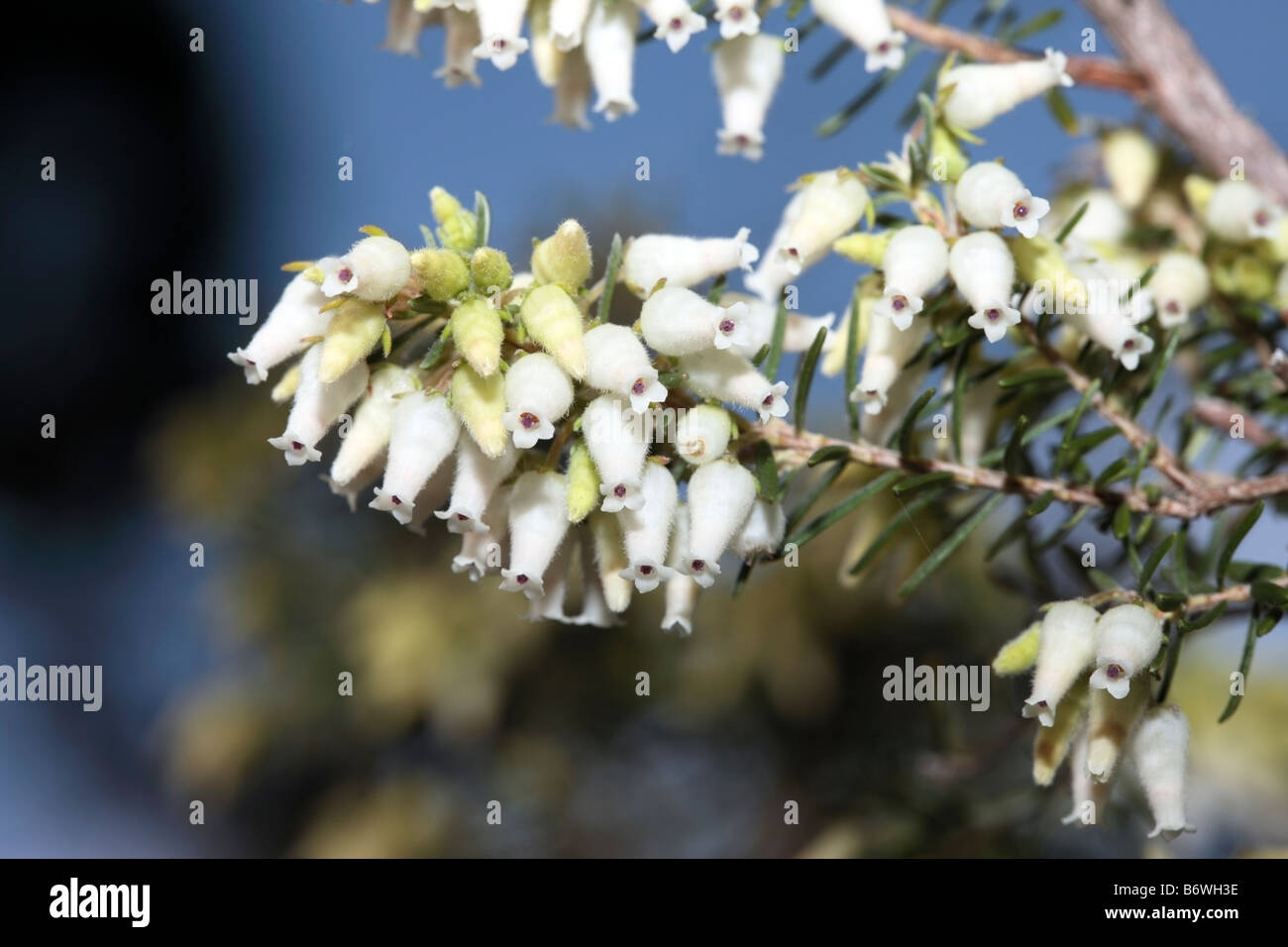 Sweet-scented Heath/ Waterhieide/ Water Heath- Erica caffra- Family ...