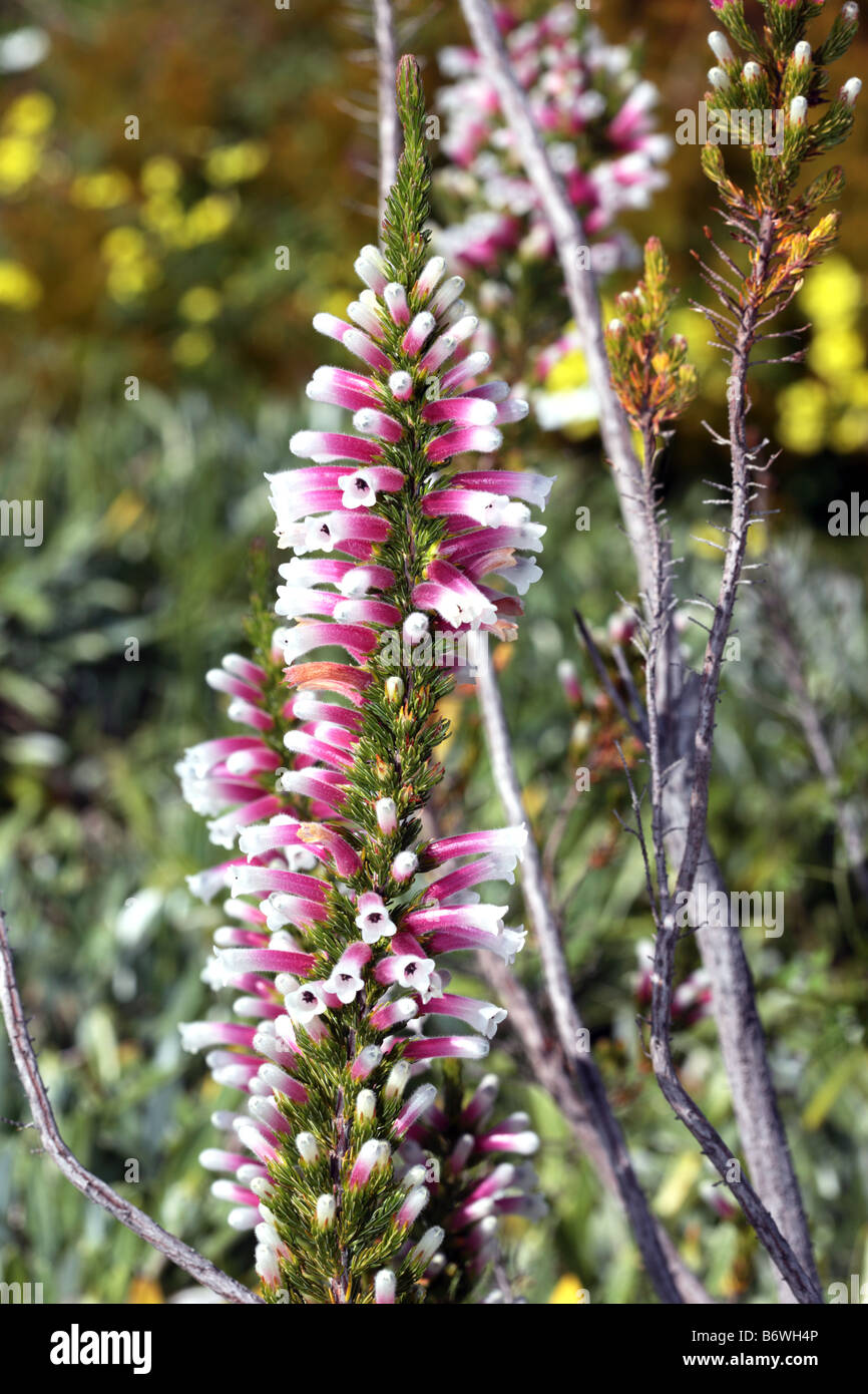 Vari-coloured Heath/Vari-colored Heath-Erica longifolia-Family ...