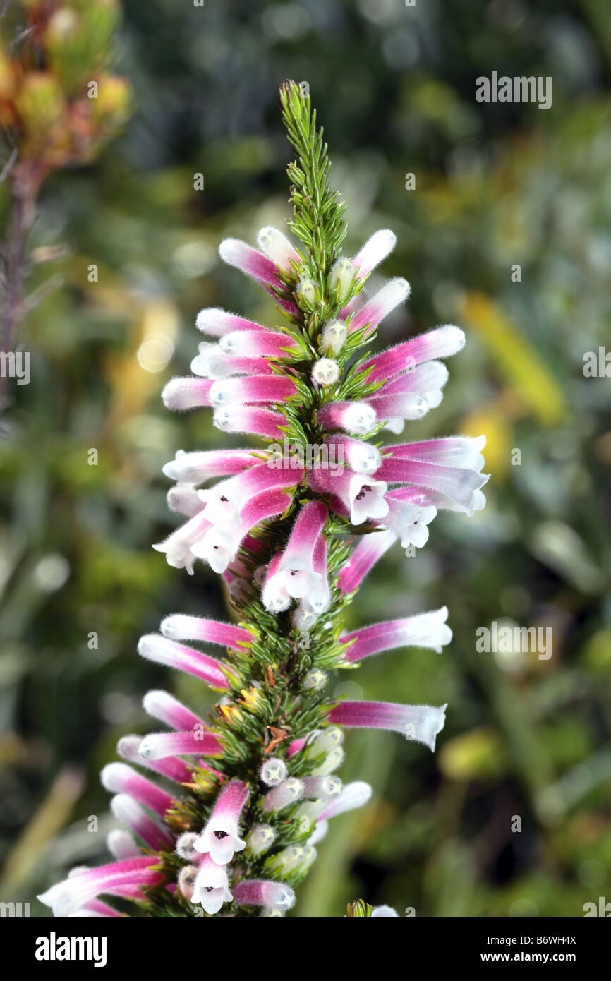 Vari-coloured Heath/Vari-colored Heath-Erica longifolia-Family ...