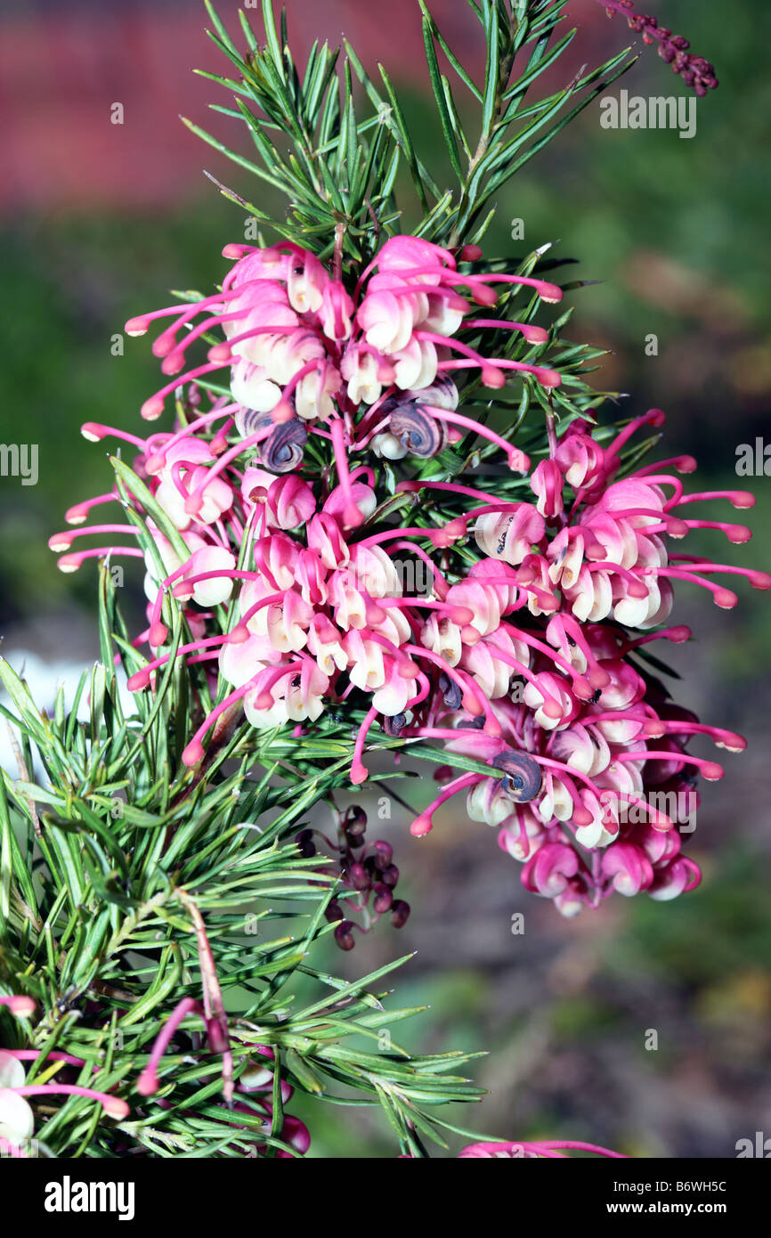 Lasio niger hi-res stock photography and images - Alamy