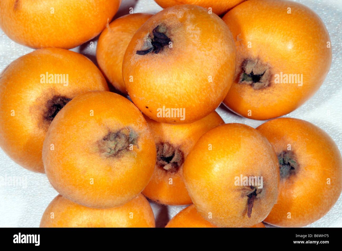 Loquat / Japanese Plum / Chinese Plum- fruit- Eriobotyra japonica ...