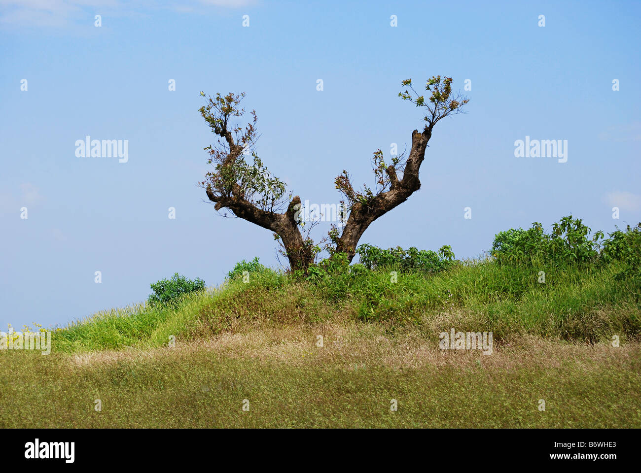 Lonely tree at fort Lohagad, Malavali, Maharashtra Stock Photo - Alamy