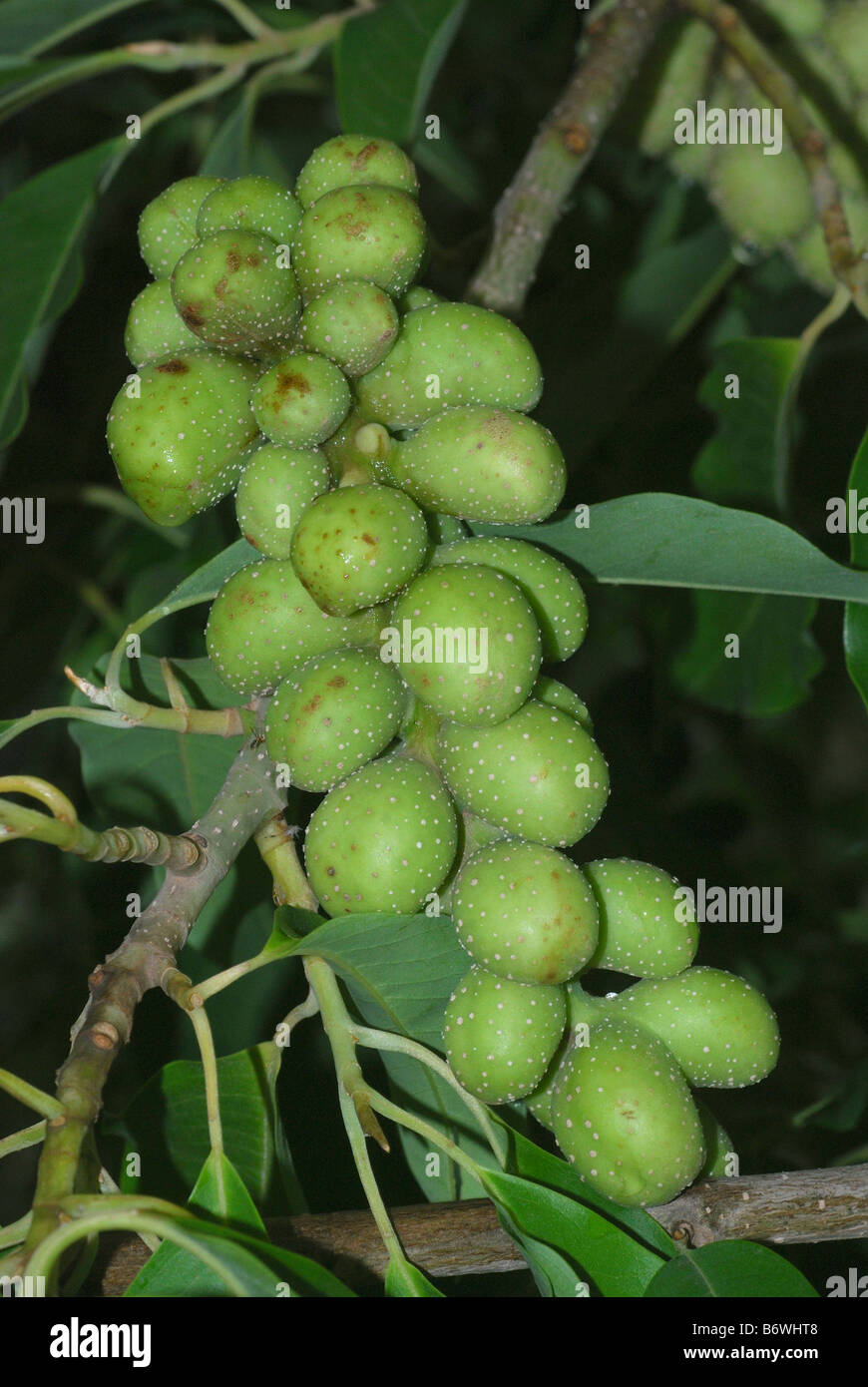 Fruits of Golden Champa Tree Stock Photo - Alamy