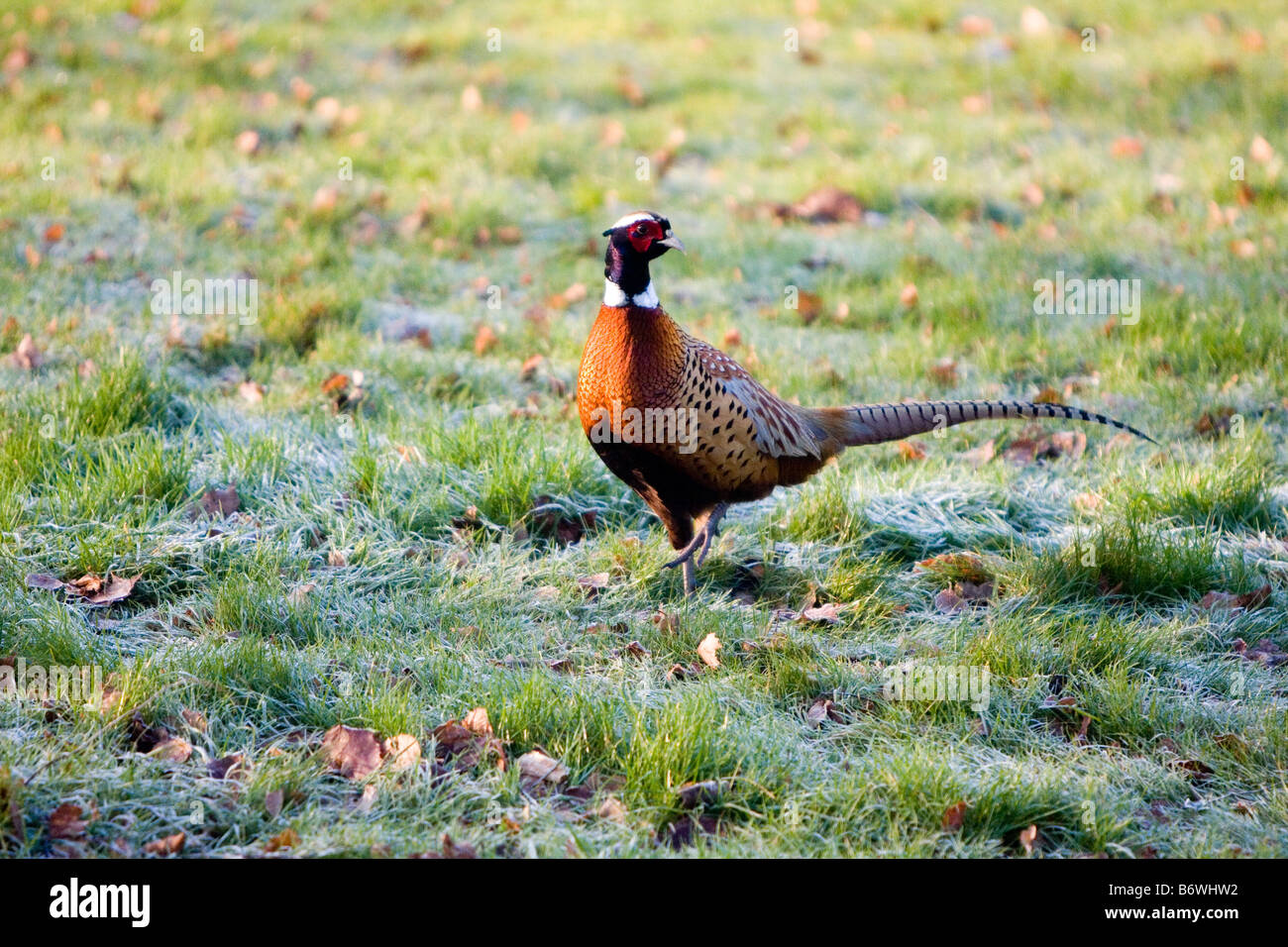 Winter pheasant in flight hi-res stock photography and images - Alamy