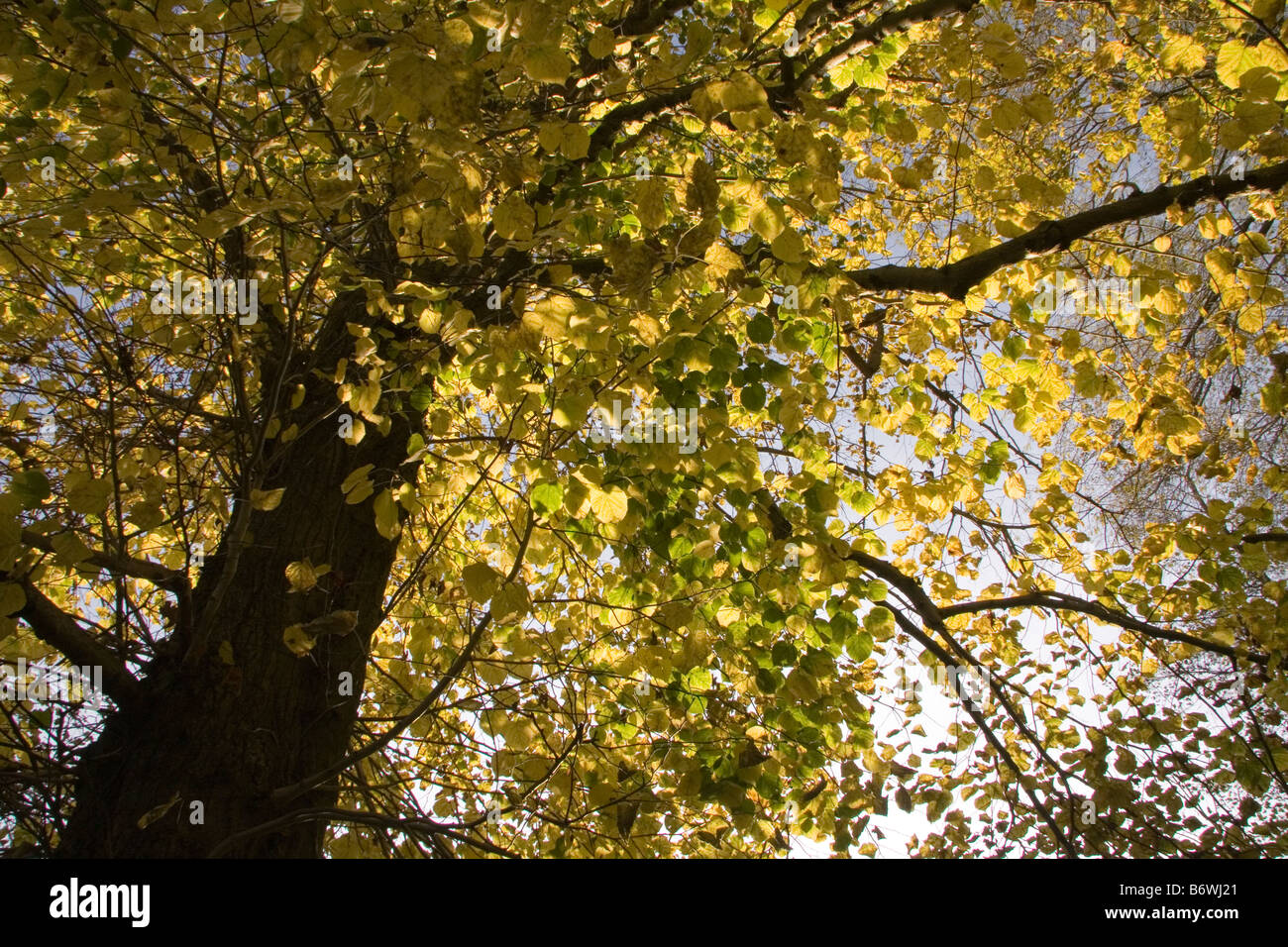English common lime tree hi-res stock photography and images - Alamy