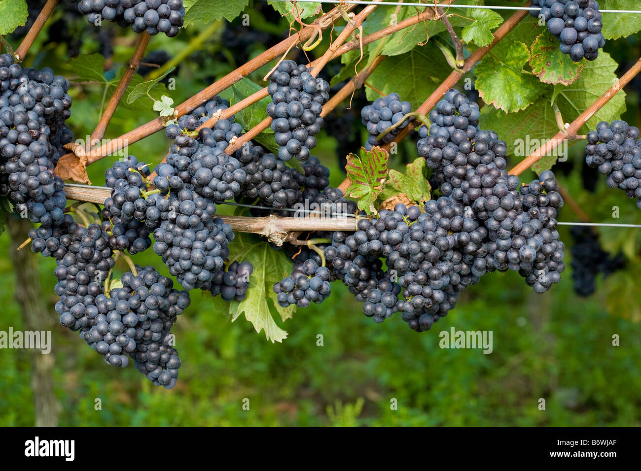 Roter frucht hi-res stock photography and images - Alamy
