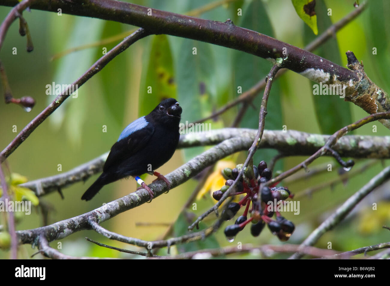 Black manakin hi-res stock photography and images - Alamy