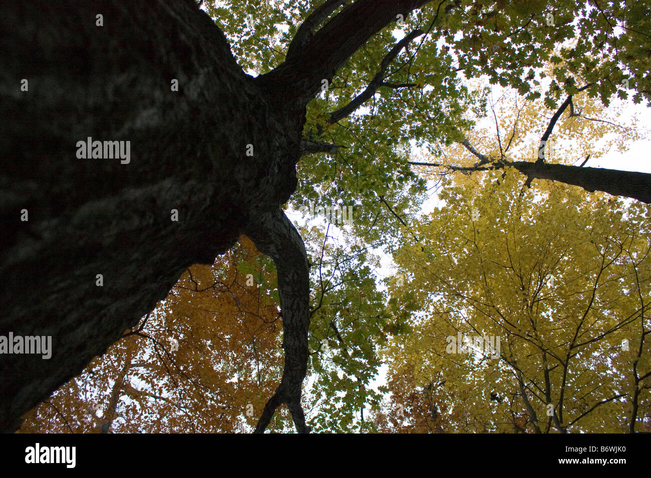 Looking upwards from ground level at trees in a forest in autumn Stock ...