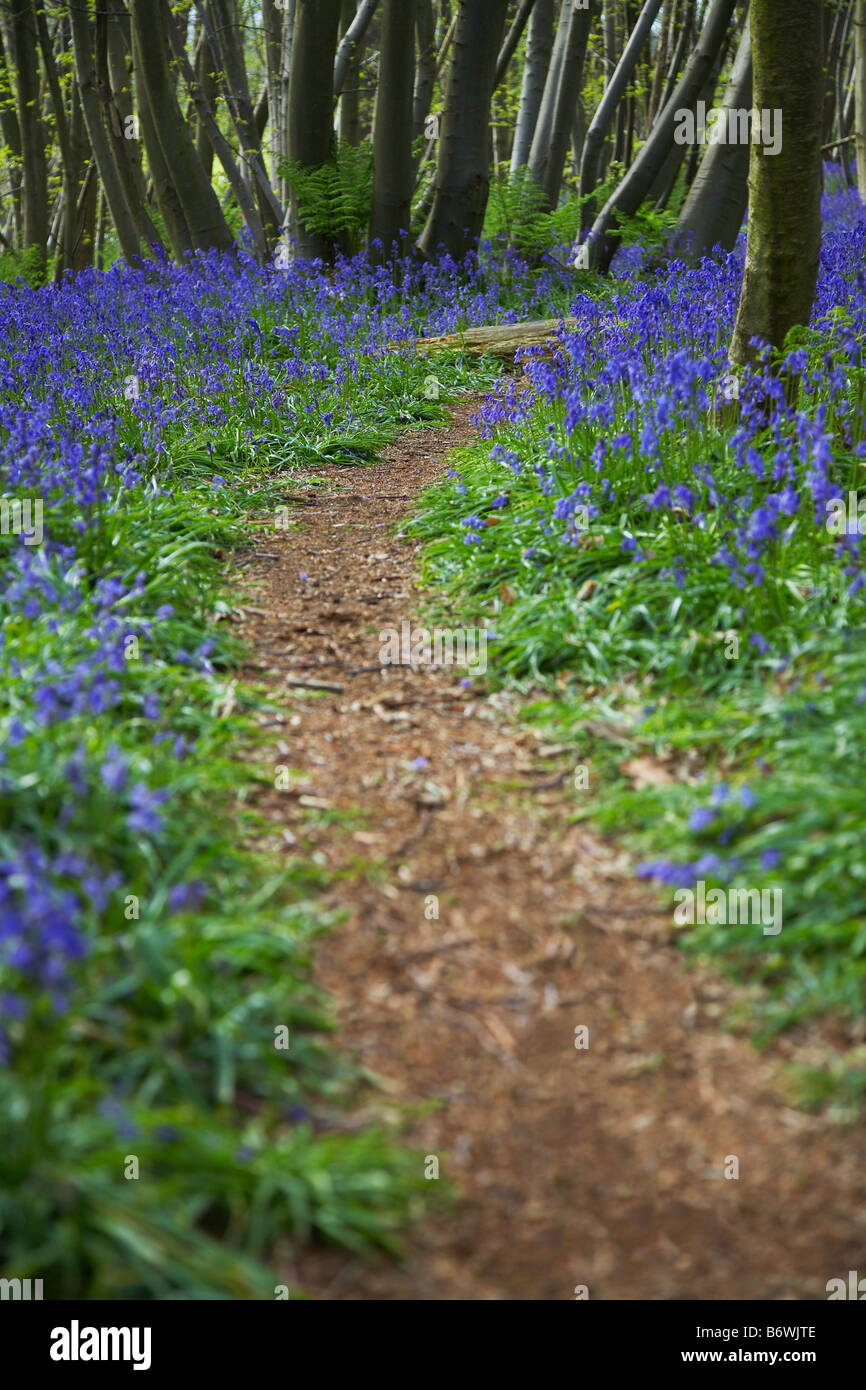 Purple Wildflowers on Path Stock Photo - Alamy