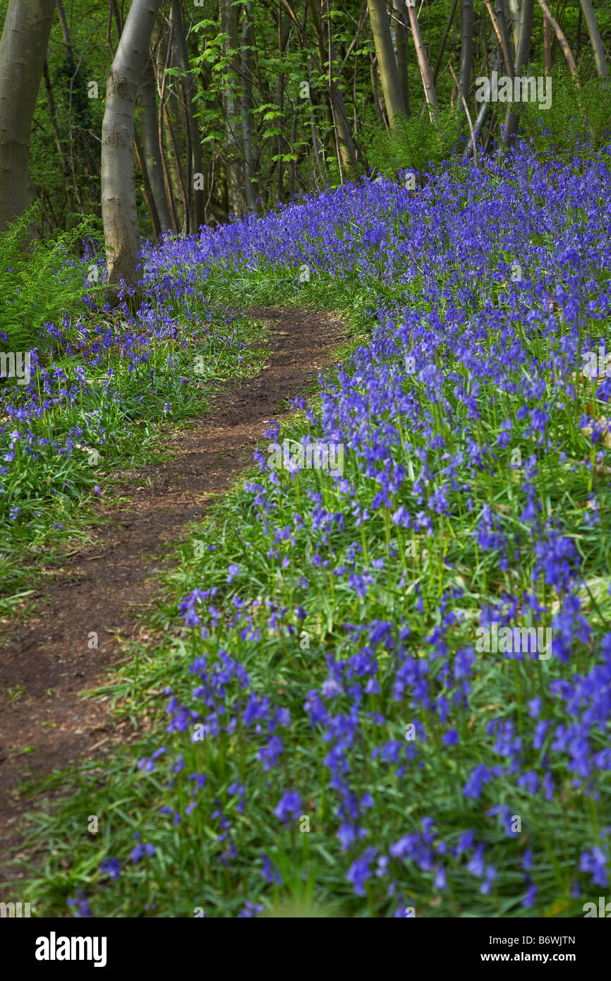 Purple Wildflowers on Path Stock Photo - Alamy