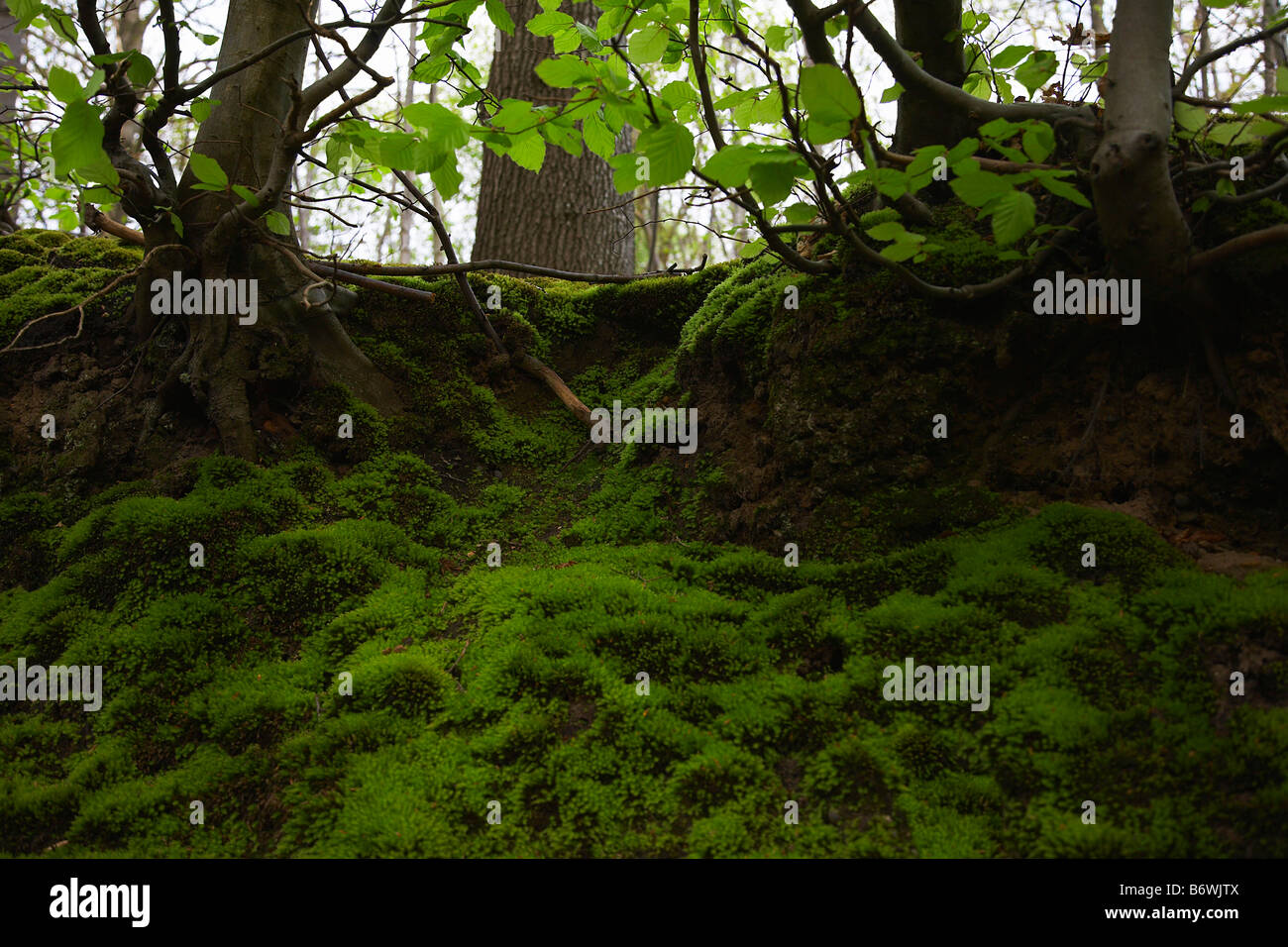 Moss in Forest Stock Photo - Alamy