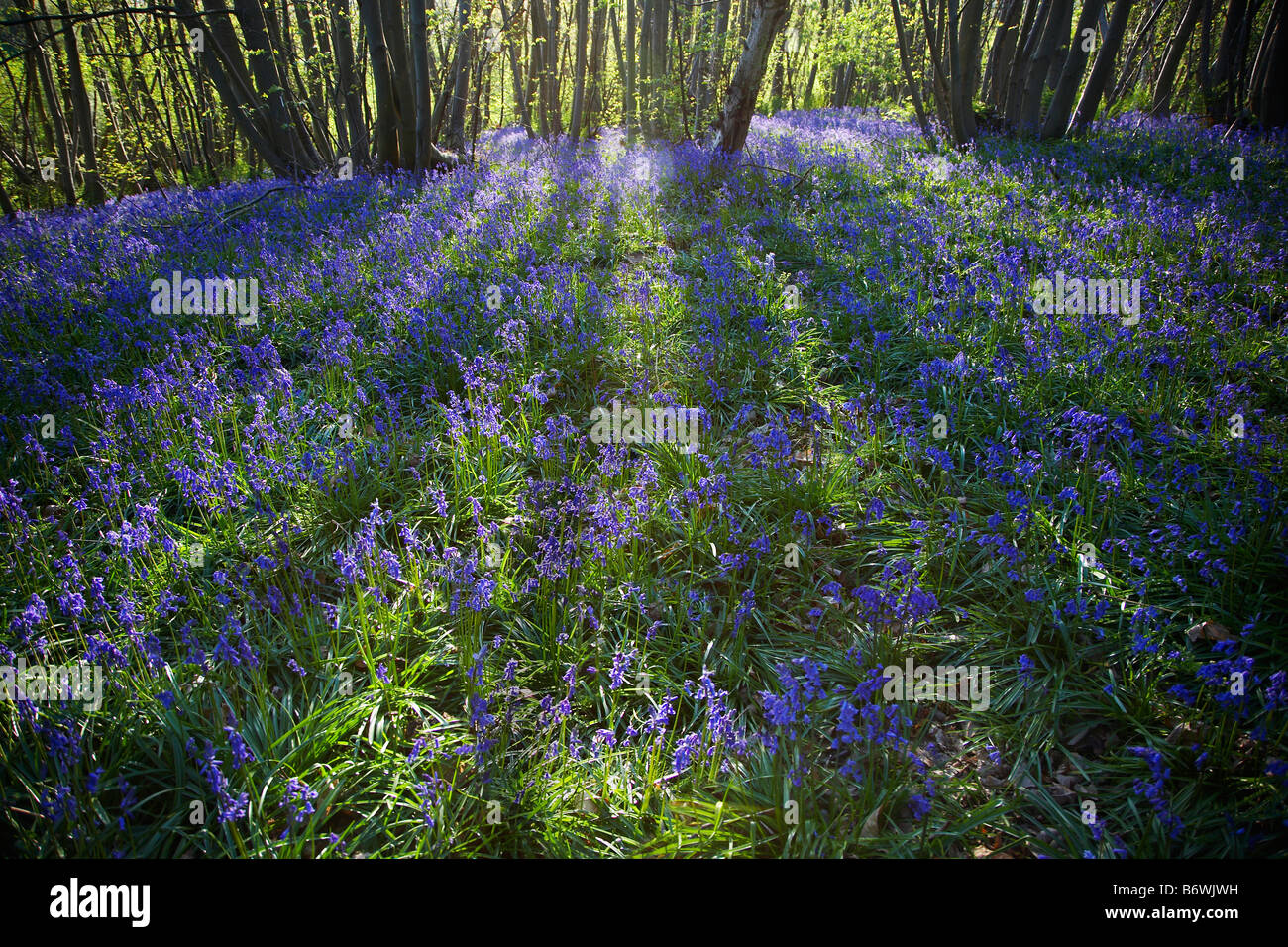 Purple Wildflowers in Forest Stock Photo - Alamy