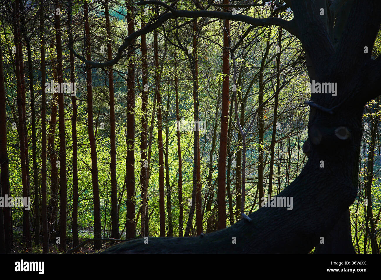 Row of Trees in Forest Stock Photo - Alamy