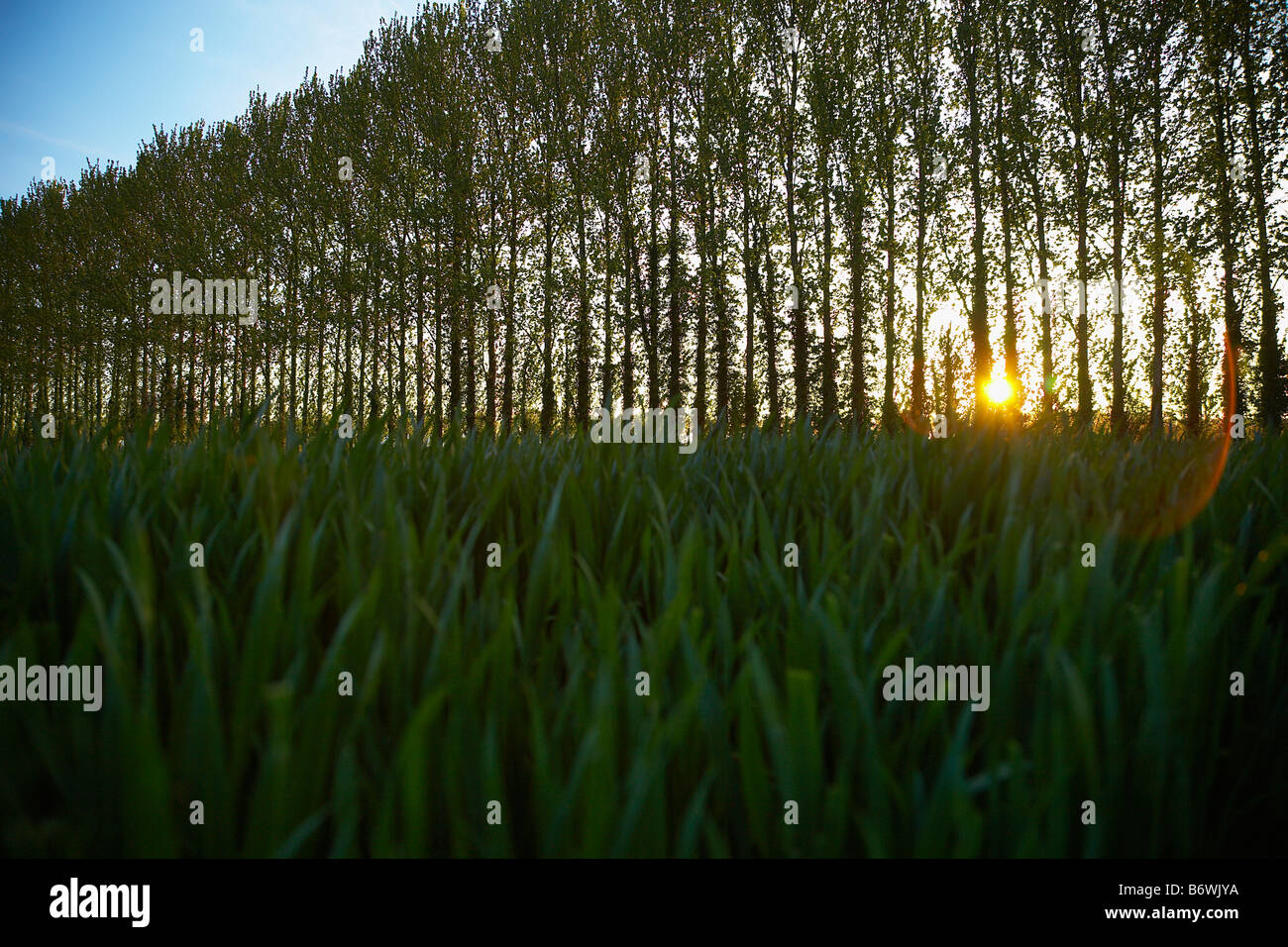 Row of Trees in Countryside Stock Photo - Alamy