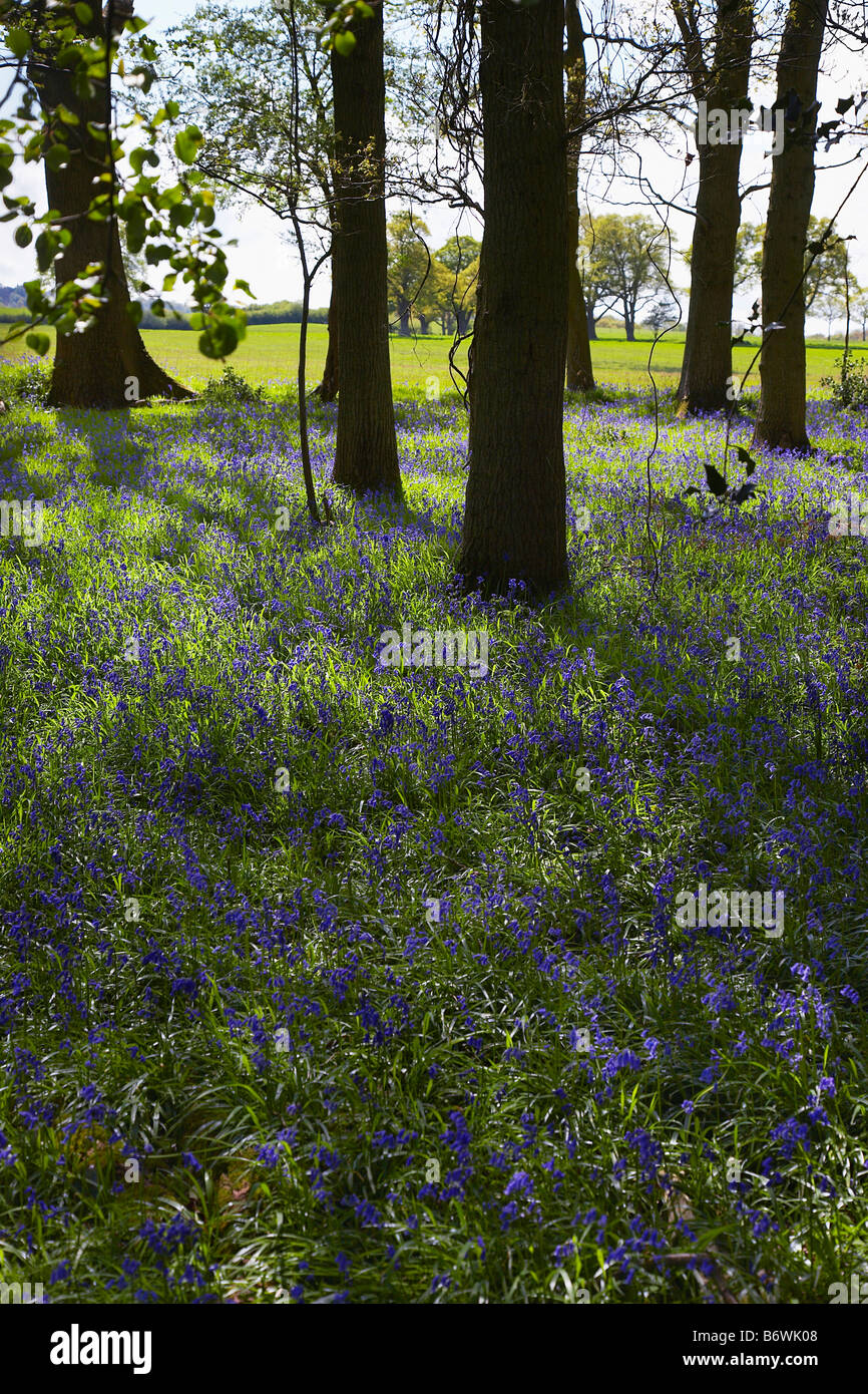 Purple Wildflowers in Forest Stock Photo - Alamy