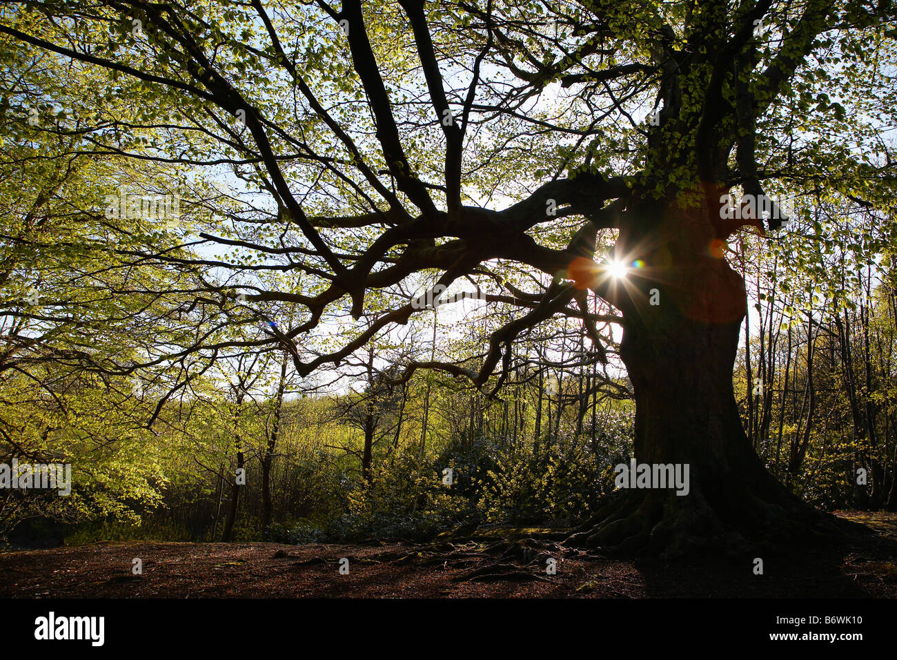 Sunlight in Trees Stock Photo - Alamy