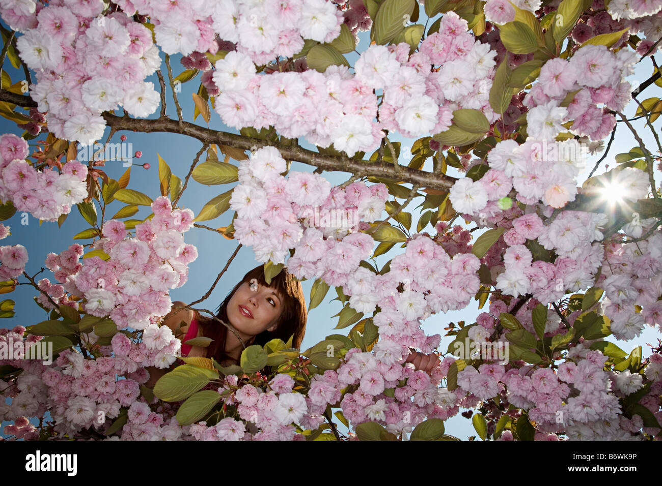 Young women cherry blossom hi-res stock photography and images - Alamy