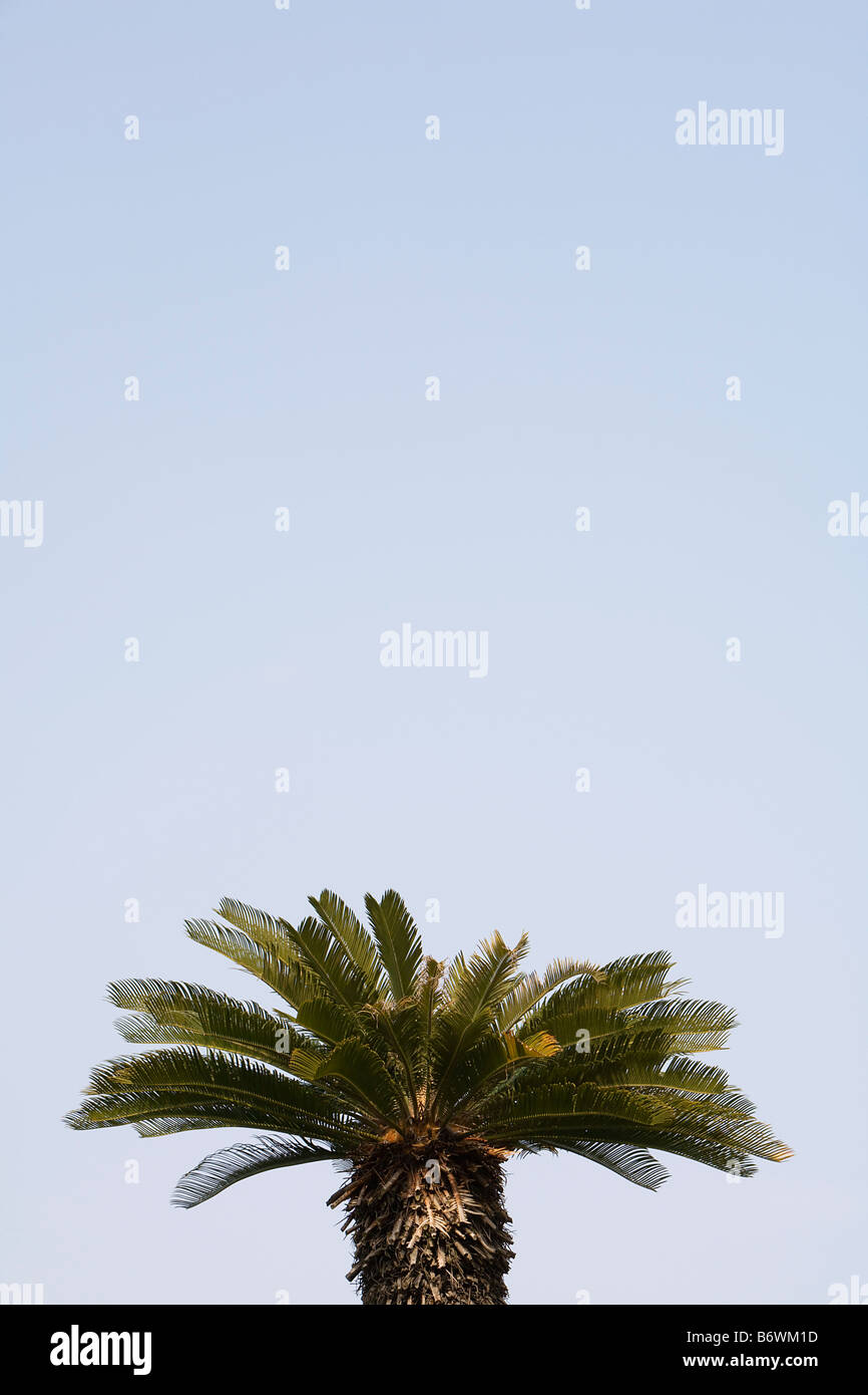 Top palm tree blue hi-res stock photography and images - Alamy