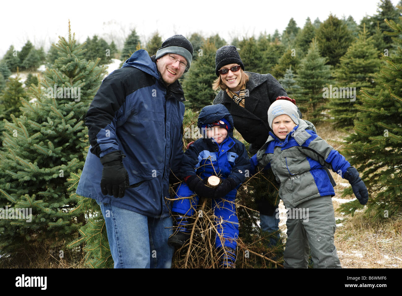 Family pulling Christmas tree at tree farm Stock Photo - Alamy