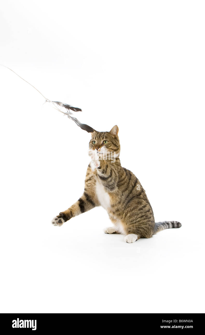 Tabby tom cat playing with feathers with both paws in the air Stock ...
