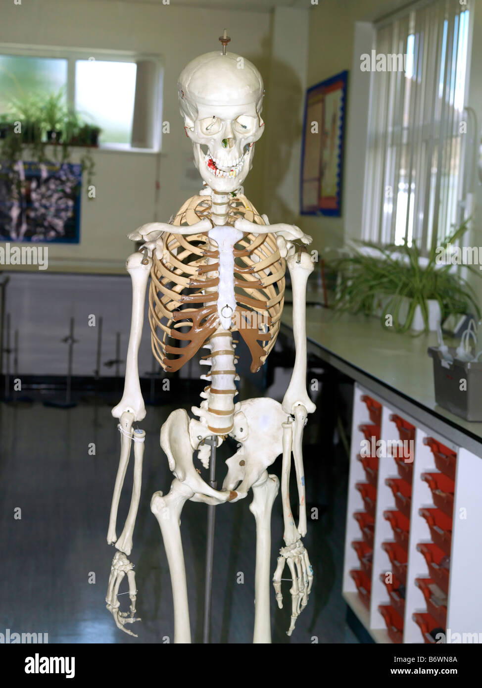 Science Classroom with Skeleton Stock Photo - Alamy