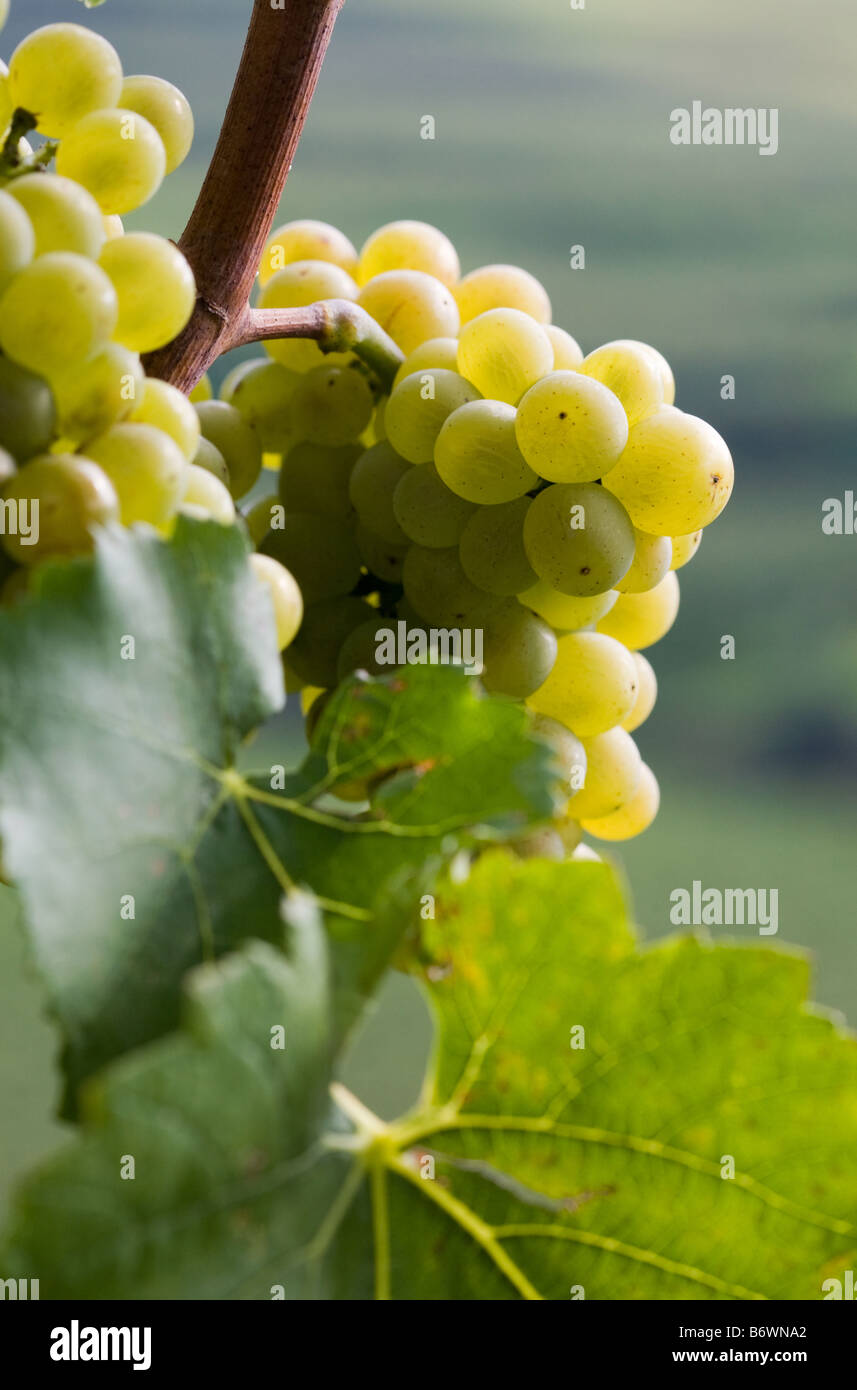 Rivaner grape hi-res stock photography and images - Alamy