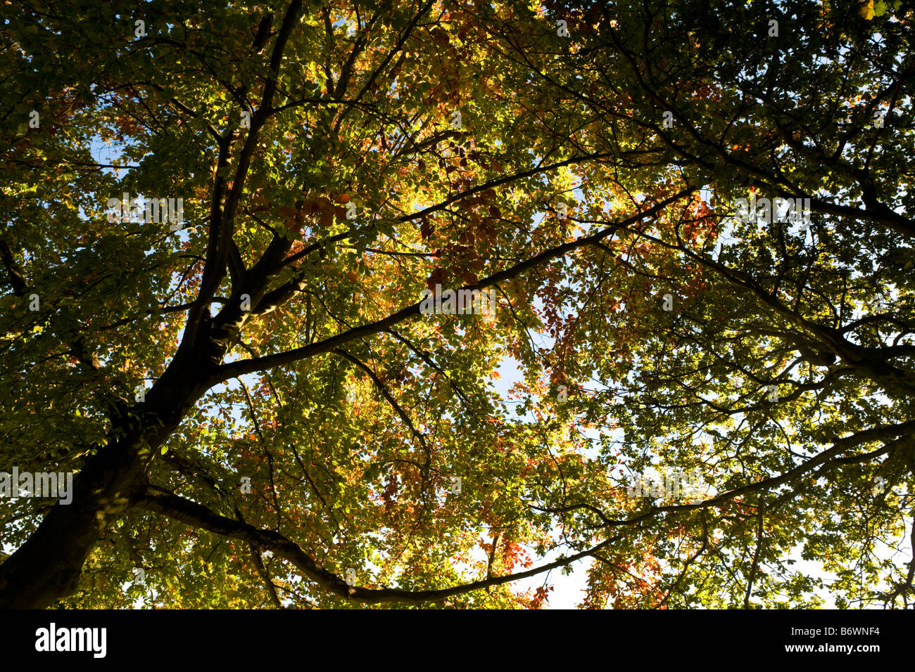 Tree canopy pattern hi-res stock photography and images - Alamy