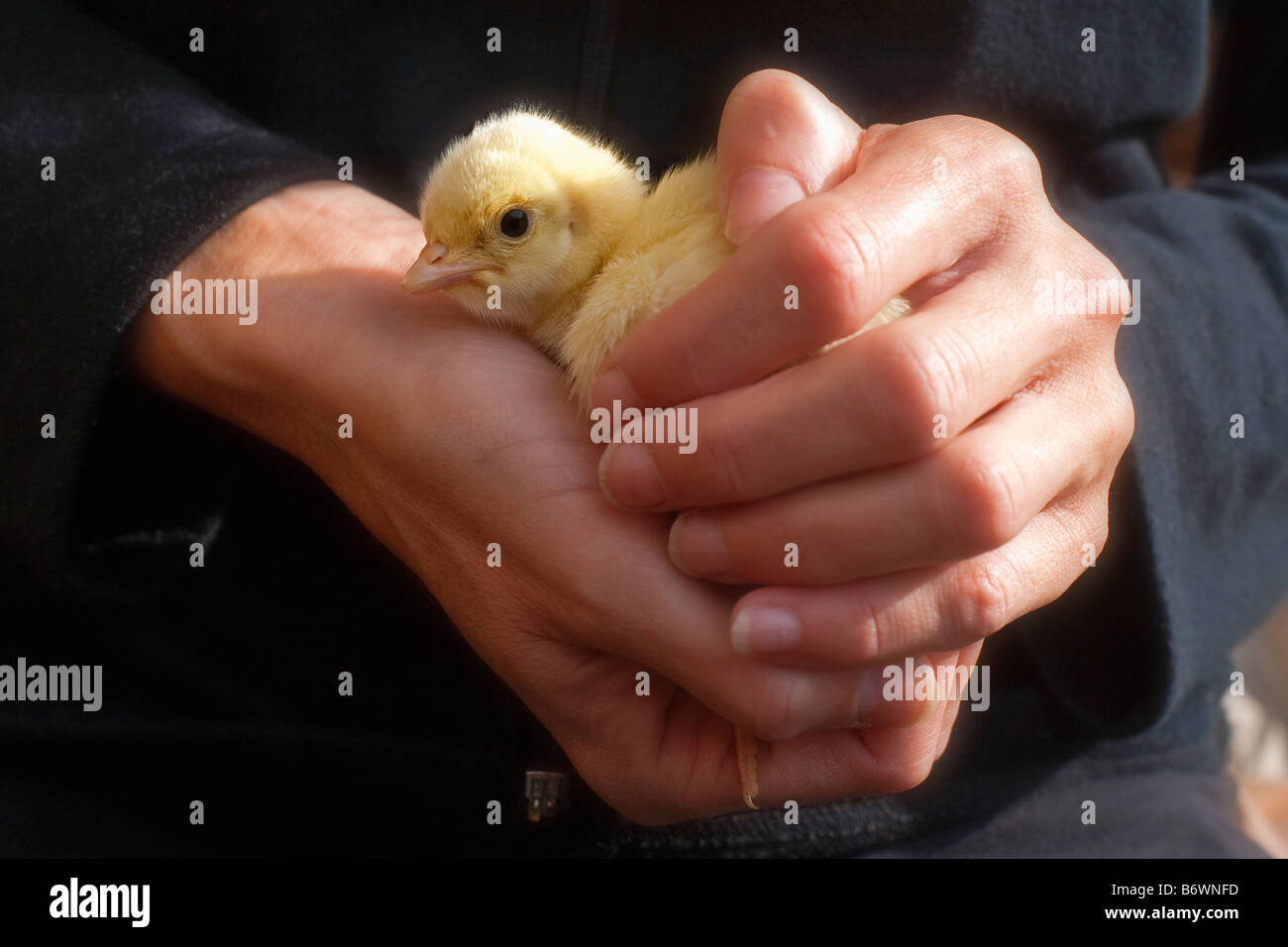 Poult Stock Photos & Poult Stock Images - Alamy