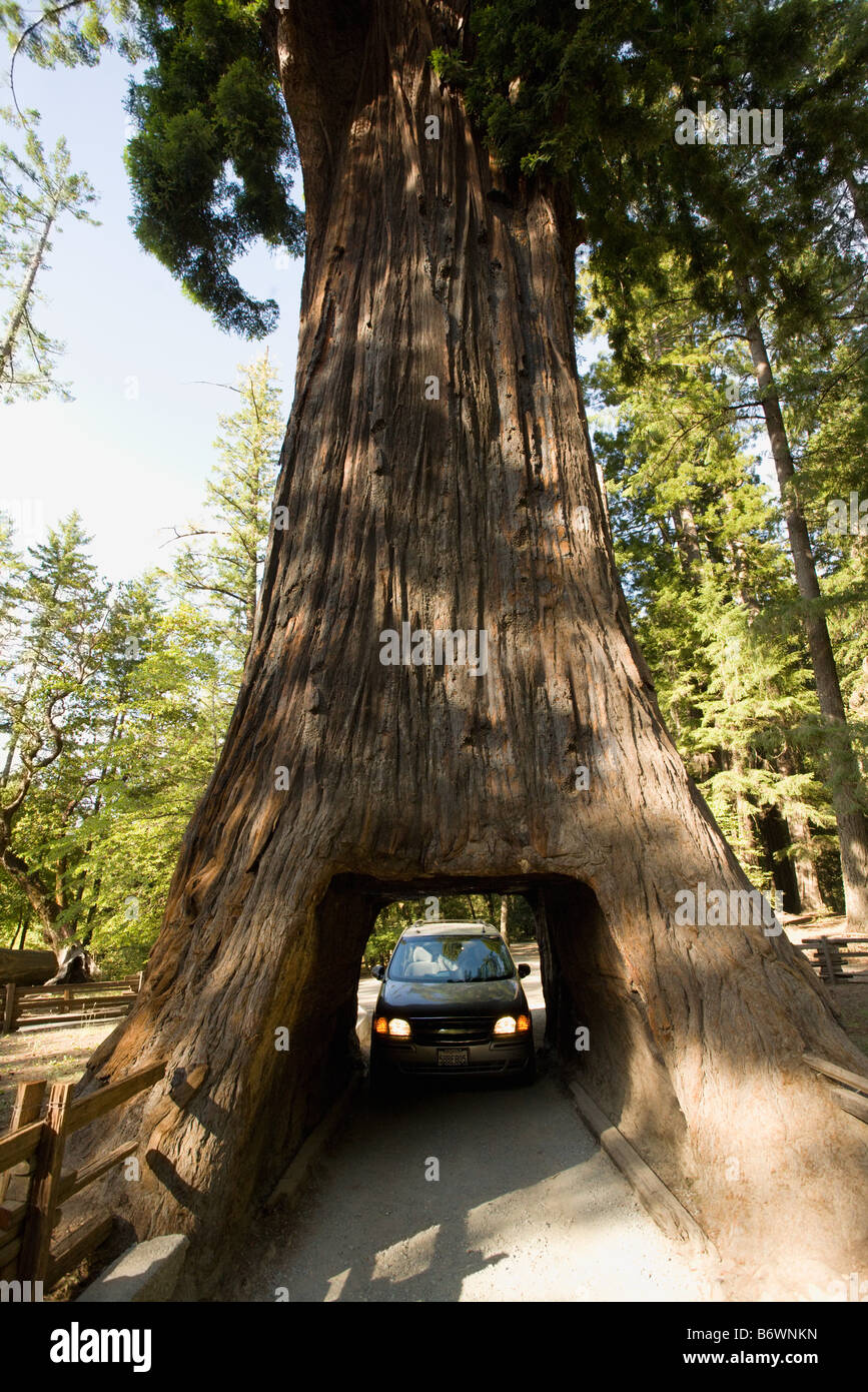 Redwood tree with car hi-res stock photography and images - Alamy Redwood tree with car hi-res stock photography and images - Alamy
