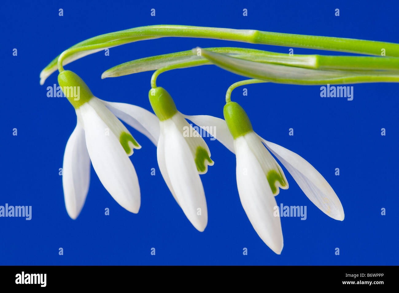 Three Snowdrops against blue background Galanthus gracilis Stock Photo ...