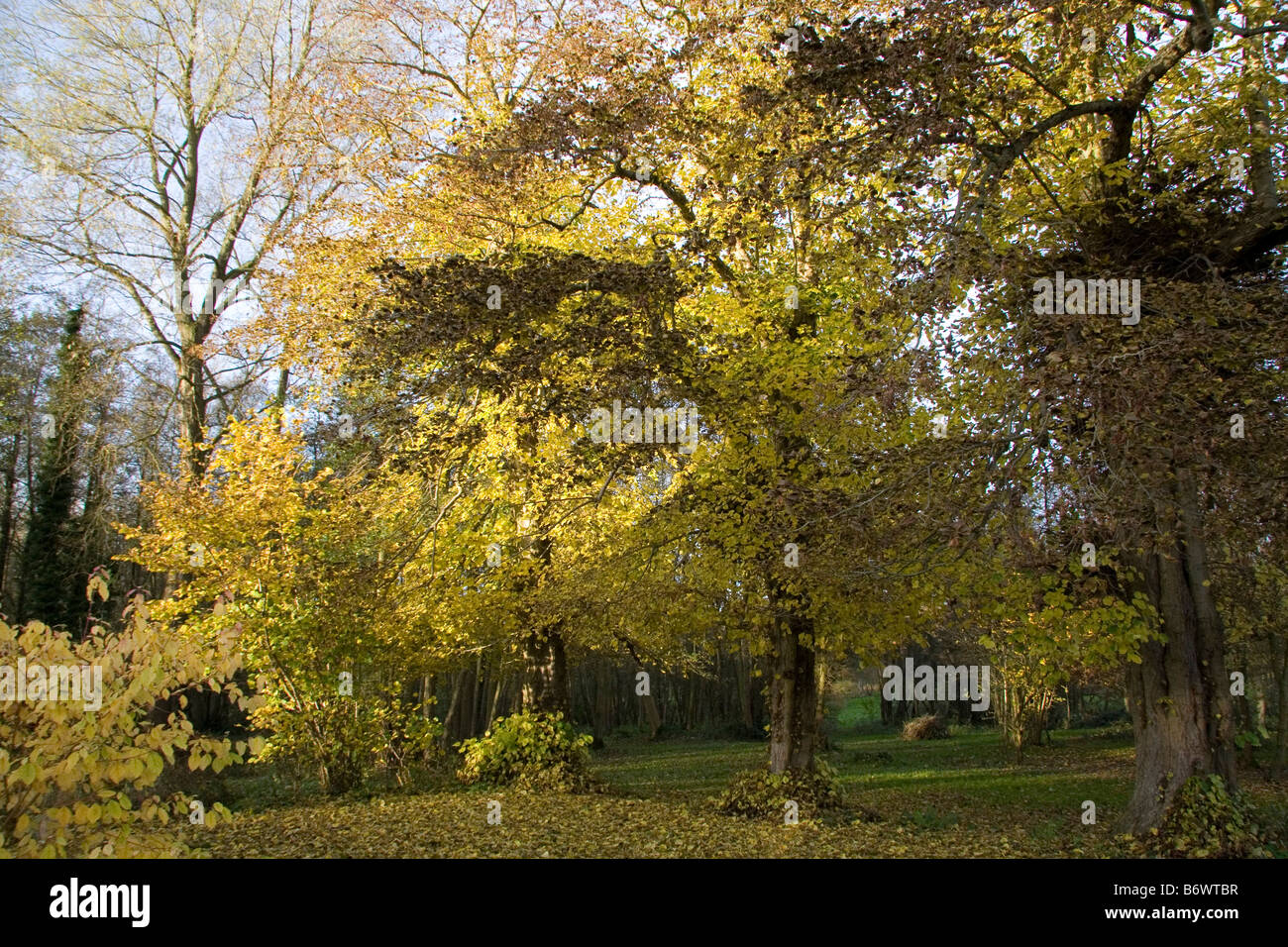 English common lime tree hi-res stock photography and images - Alamy