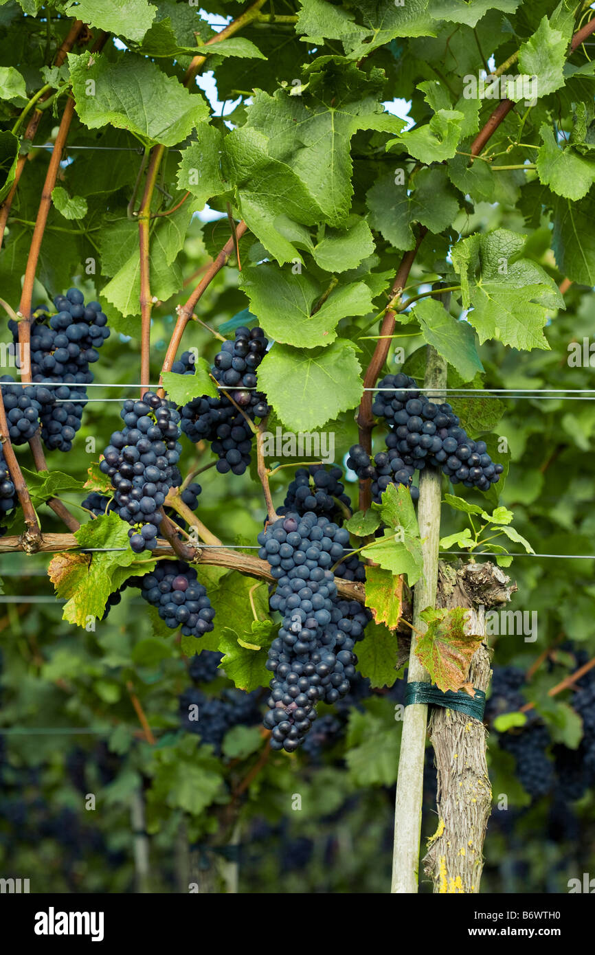 Vine dresser at the grape harvest hi-res stock photography and images ...