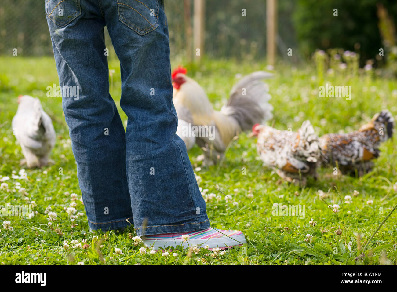 Training chickens hi-res stock photography and images - Alamy