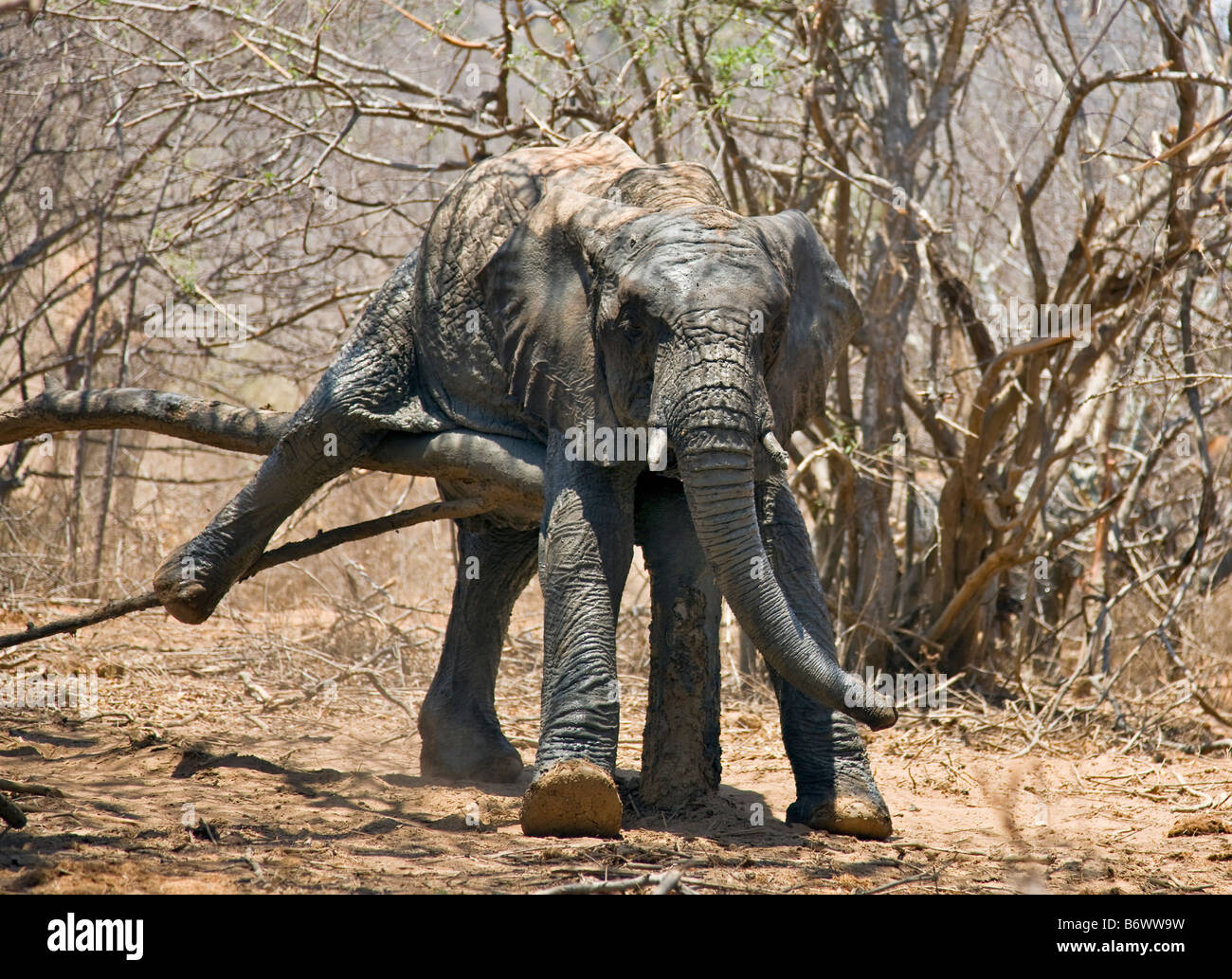 Africa, Kenya, Magadi, Kajiado district. Lake Magadi in the southern ...