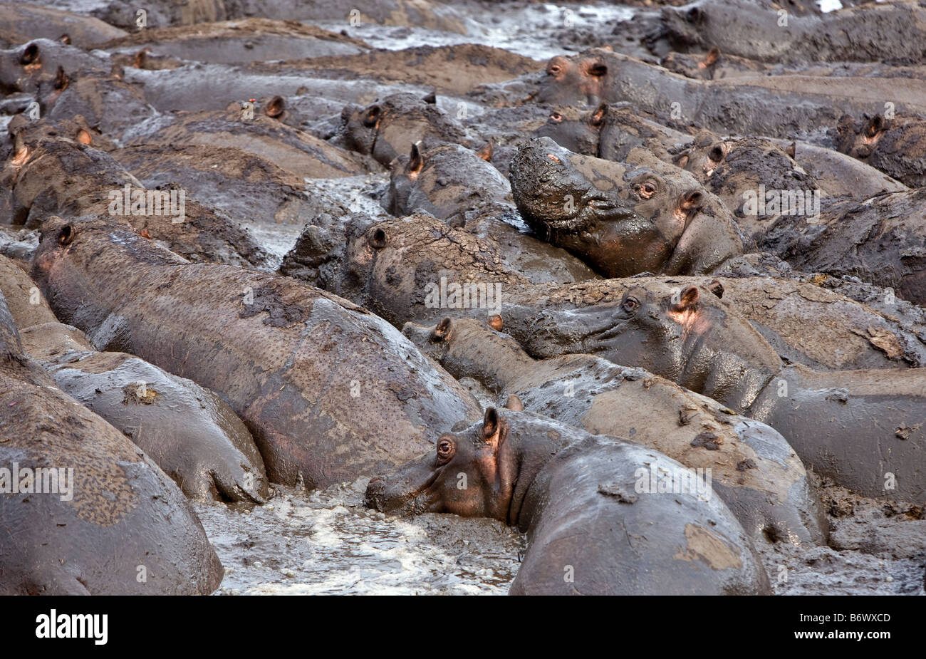 Mud hippo hippopotamus hi-res stock photography and images - Alamy