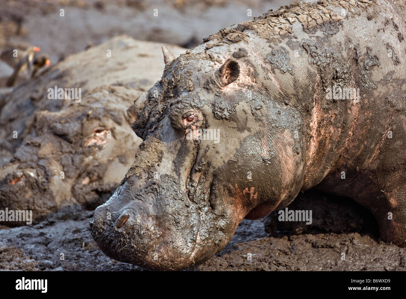 Hippopotamus wallowing in african river hi-res stock photography and ...