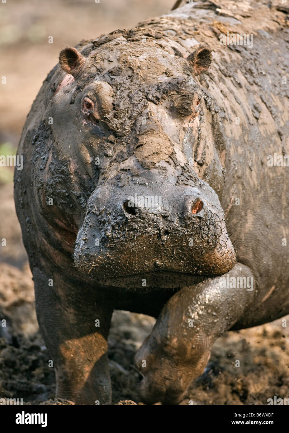 Animal wallow hi-res stock photography and images - Alamy