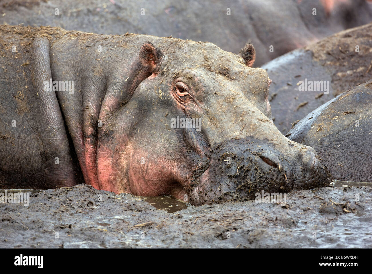 Hippopotamus wallowing in african river hi-res stock photography and ...