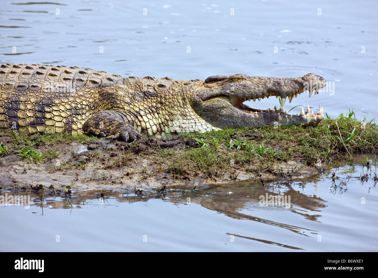 Tanzania, Katavi National Park. Three large Nile crocodiles swim in the ...