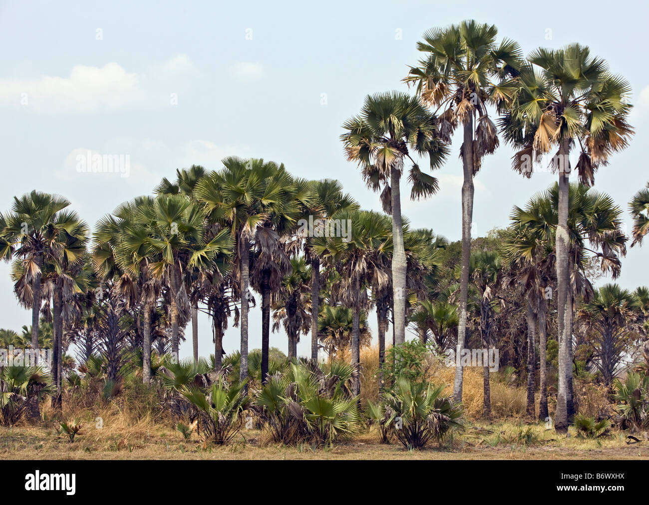 Tanzania bohor reedbuck antelope hi-res stock photography and images ...