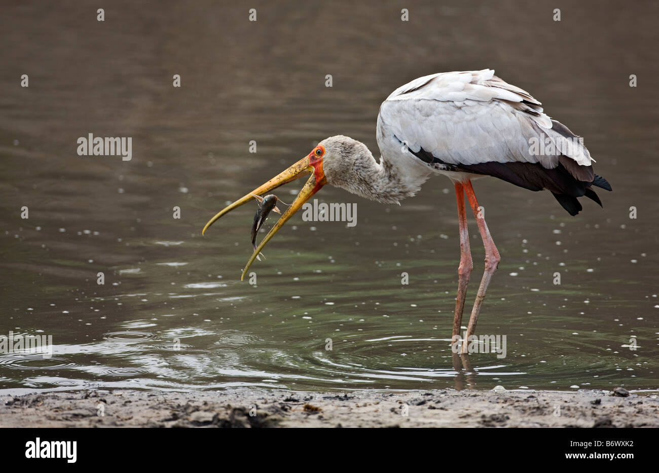 Tanzania, Katavi National Park. A Yellow-billed stork catches a fish in ...