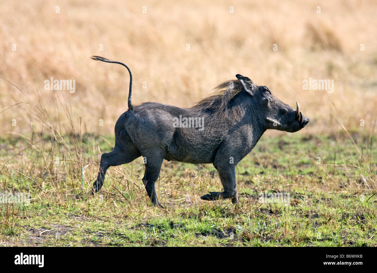 Tanzania, Katavi National Park. Hammerkops fish in the Katuma River ...