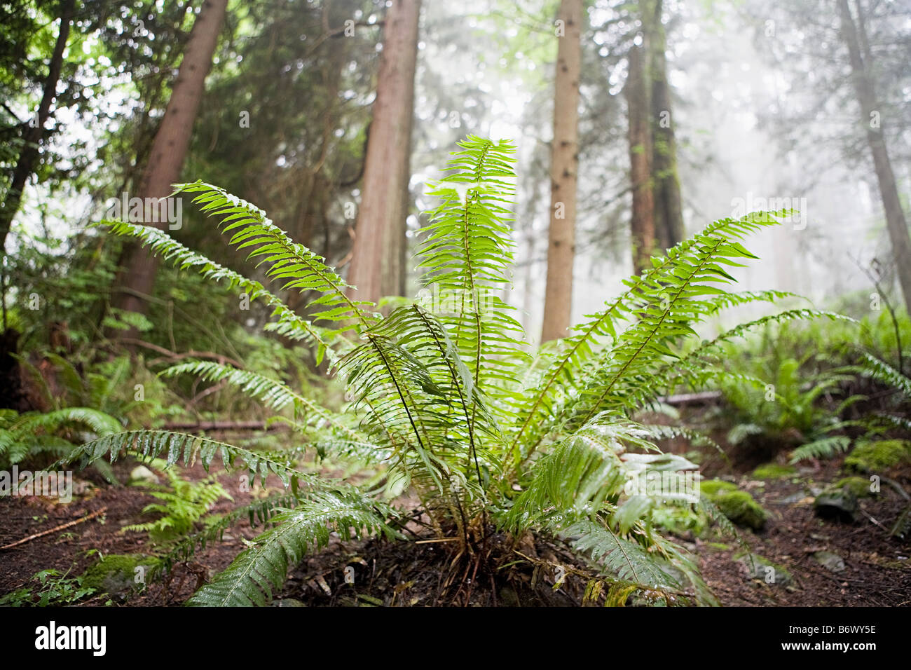 Plant in forest Stock Photo - Alamy