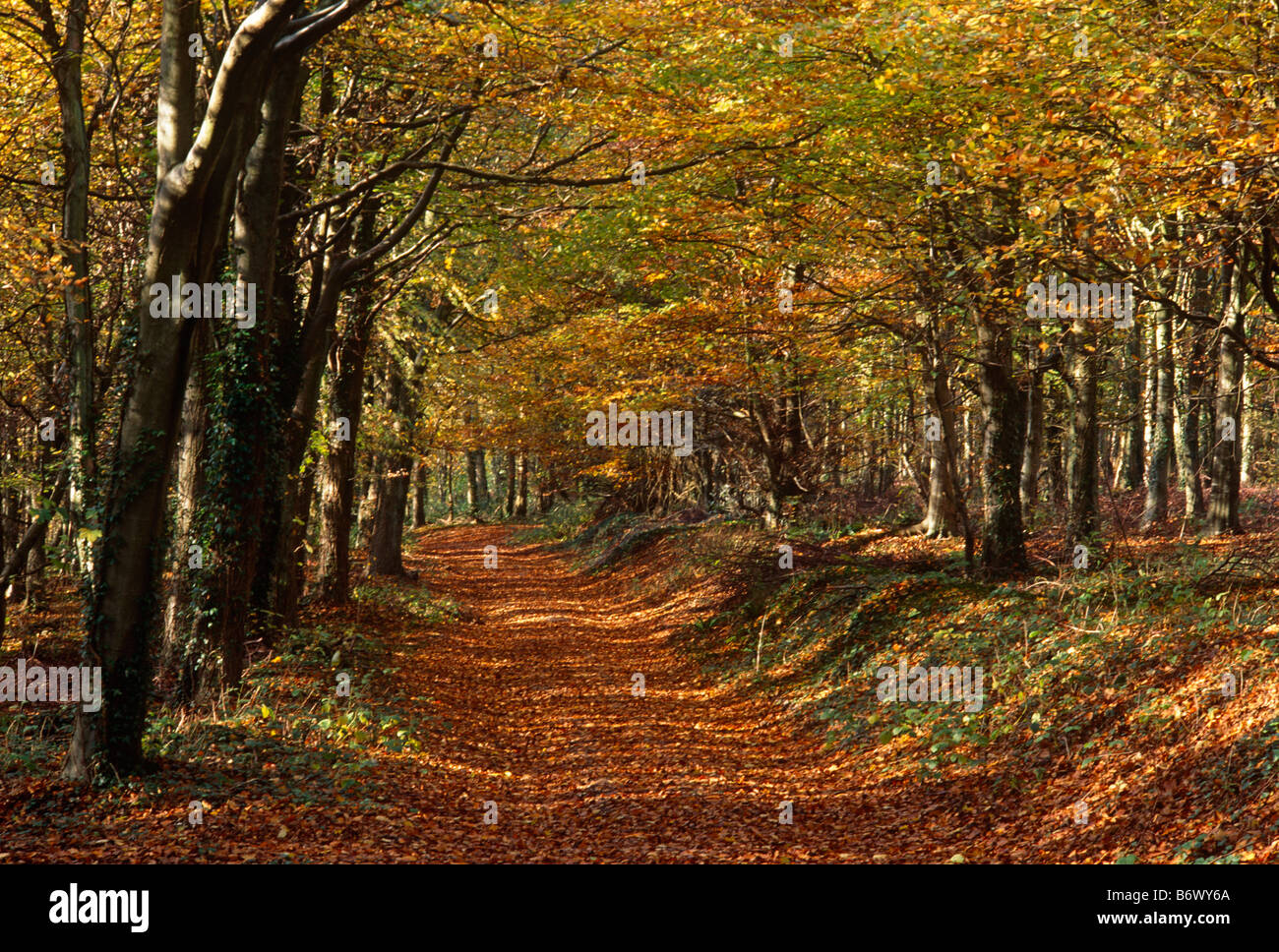 Beech wood, Isle of Wight Stock Photo - Alamy