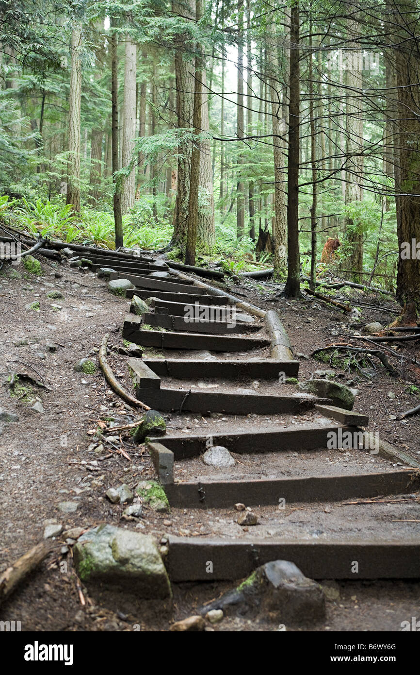 Steps in forest Stock Photo - Alamy