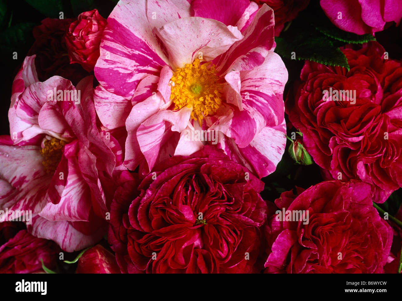Striped roses hi-res stock photography and images - Alamy